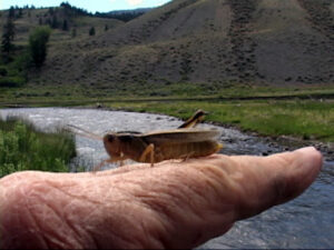 Terrestrial Insects: (Grasshoppers, Ants, Beetles, etc) - Fly Fishing ...